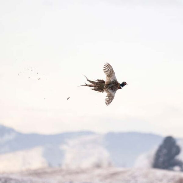 Pheasant Hunts – Pheasant Hunting Missoula MT
