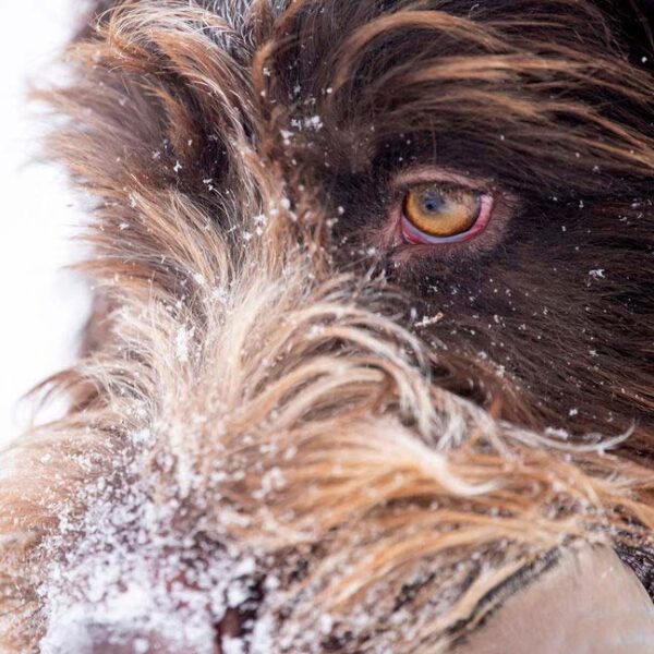 Pheasant Hunts – Pheasant Hunting Missoula MT