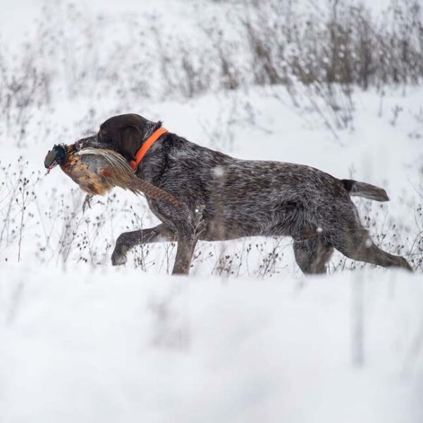 Pheasant Hunts – Pheasant Hunting Missoula MT
