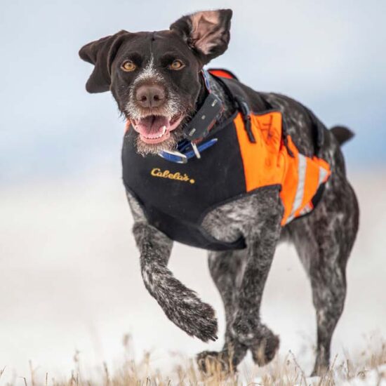 Pheasant Hunts – Pheasant Hunting Missoula MT